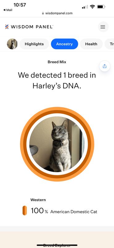 WISDOM PANEL Complete Cat DNA Test - Chewy.com