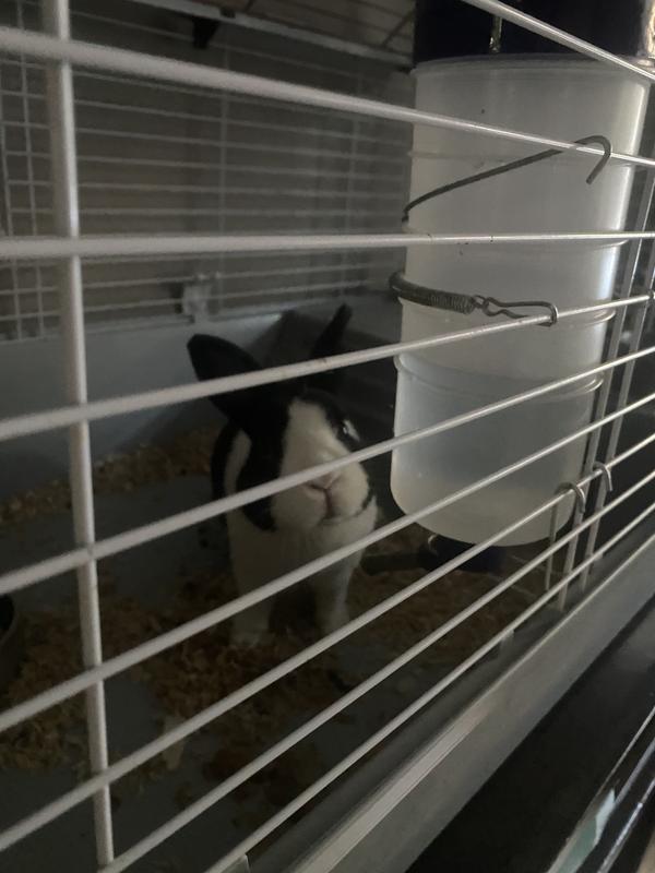 KENT / BLUE SEAL Home Fresh Pro Hutch 16 Pellet Rabbit Food, 50-lb bag ...