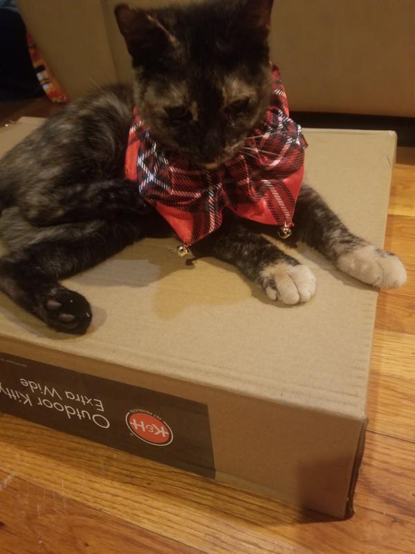 FRISCO Red Plaid Cat Ruffle Collar with Bells, One Size - Chewy.com