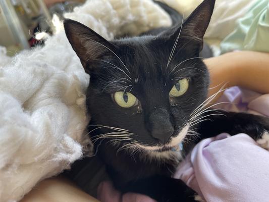 EVANGER'S Super Premium Rabbit & Quail Dinner Grain-Free Canned Cat ...