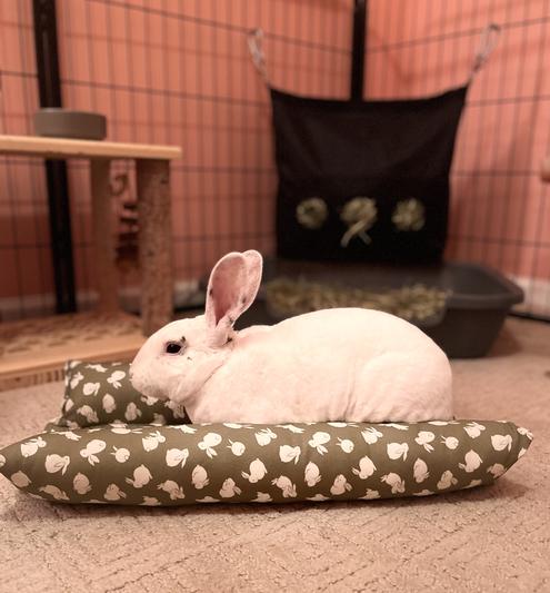 SHERWOOD PET HEALTH Timothy Pellet Adult Rabbit Food, 4.5-lb bag ...