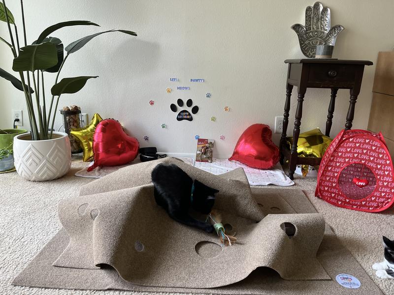 SNUGGLYCAT Ripple Rug Cat Activity Play Mat - Chewy.com