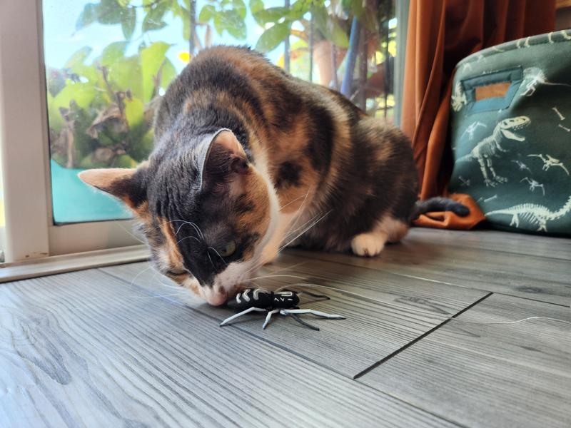 PLAYOLOGY Spider Teaser-Wands Cat Toy, Multicolor - Chewy.com