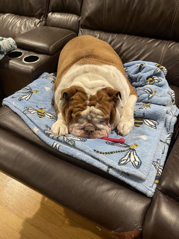 TRIFEXIS Chewable Tablet for Dogs, 10.1-20 lbs, (Orange Box), 12 ...