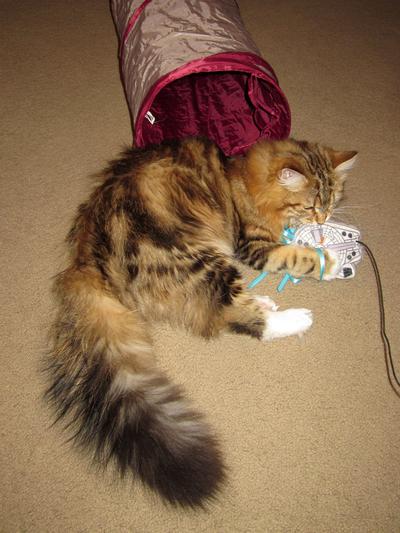 STAR WARS MILLENNIUM FALCON Teaser Cat Toy with Catnip - Chewy.com