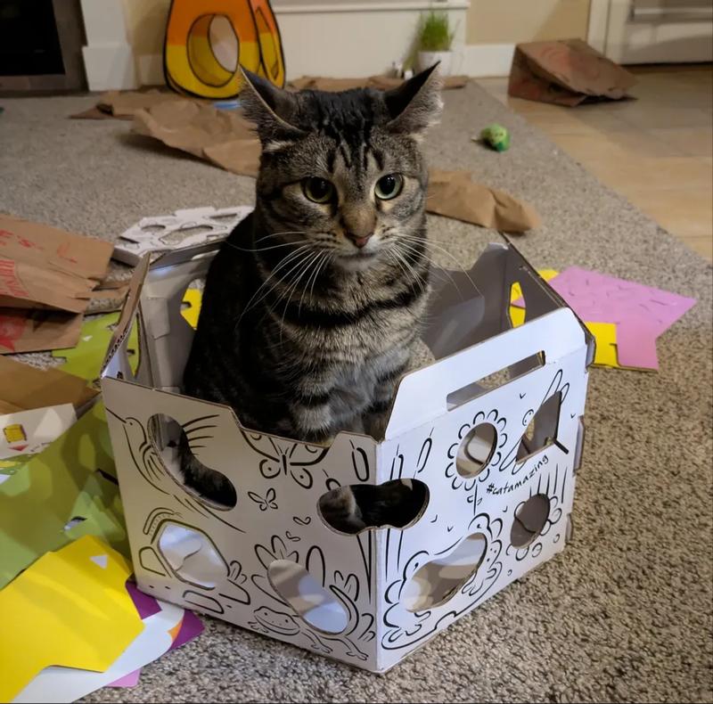 CAT AMAZING HEX Interactive Cat Puzzle Feeder Toy - Chewy.com