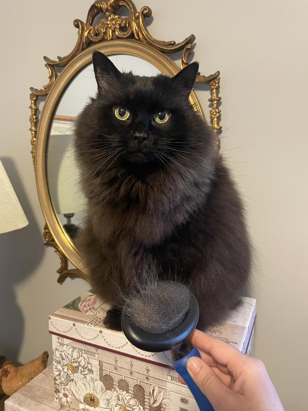 FRISCO Slicker Cat Brush - Chewy.com