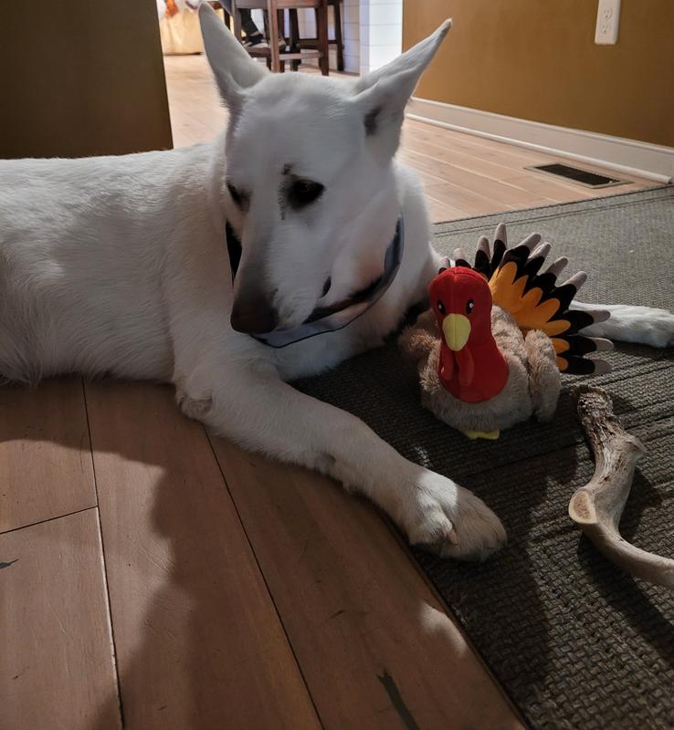 FRISCO Holiday Turkey 2-in-1 Plush Squeaky Dog Toy, Medium/Large ...