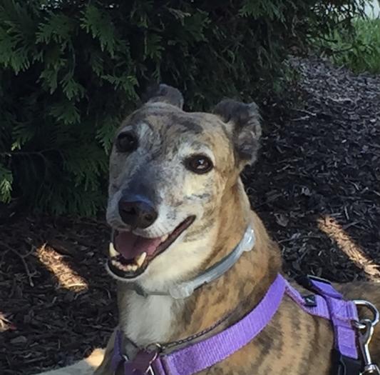 REDBARN Naturals Bully Nuggets Dog Treats, 3.9-oz bag - Chewy.com