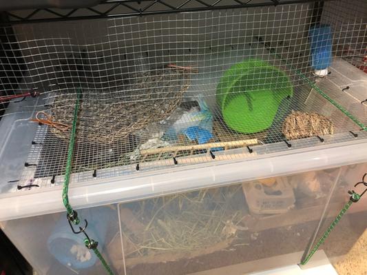 ZOO MED Lizard Ladder - Chewy.com