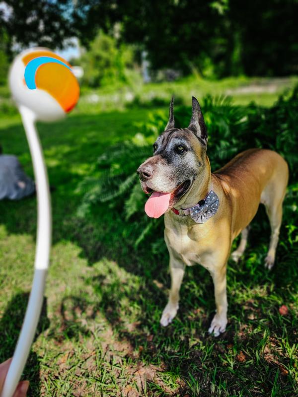 CHUCKIT! Pro Launcher Dog Toy, Color Varies, 26L - Chewy.com