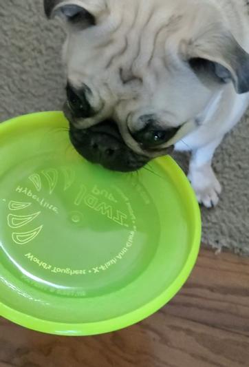 HYPERFLITE Jawz Pup Disc, Lemon-Lime - Chewy.com