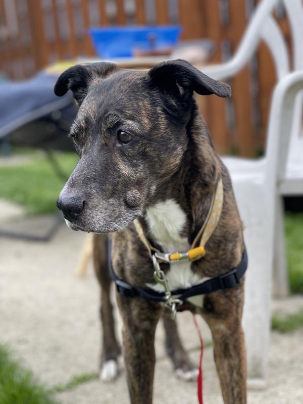 ANIPRYL (Selegiline HCl) Tablets for Dogs, 30 tablets, 30-mg - Easy ...