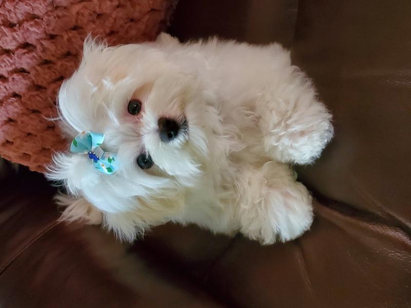 BLUE BUFFALO Baby Blue Soft Biscuits Natural Chicken & Carrots Puppy ...