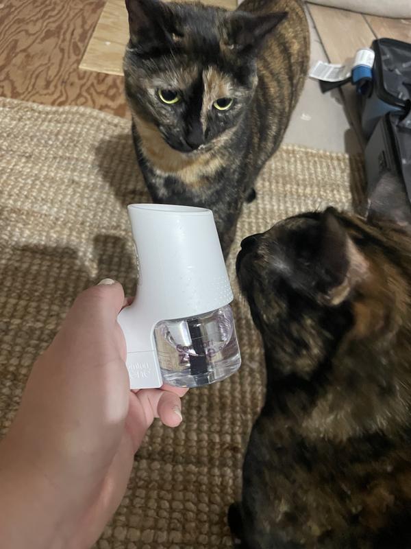 COMFORT ZONE Multi-Cat Calming Diffuser Home Kit for Cats, 3 Diffusers ...