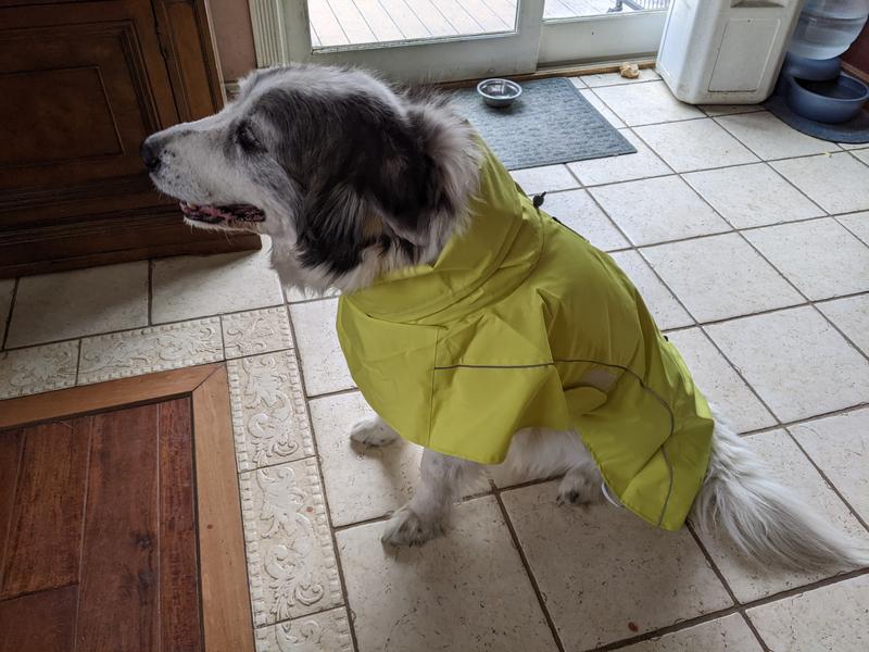 FRISCO Dog Cape Raincoat, Yellow, Small - Chewy.com