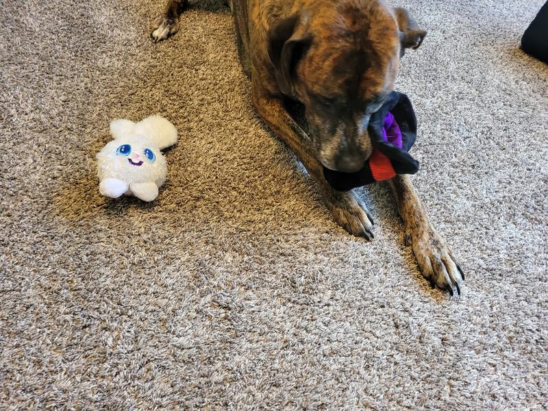 BARK Hare Bunny Rabbit Magician Hat Squeaky Plush Dog Toy, Large ...