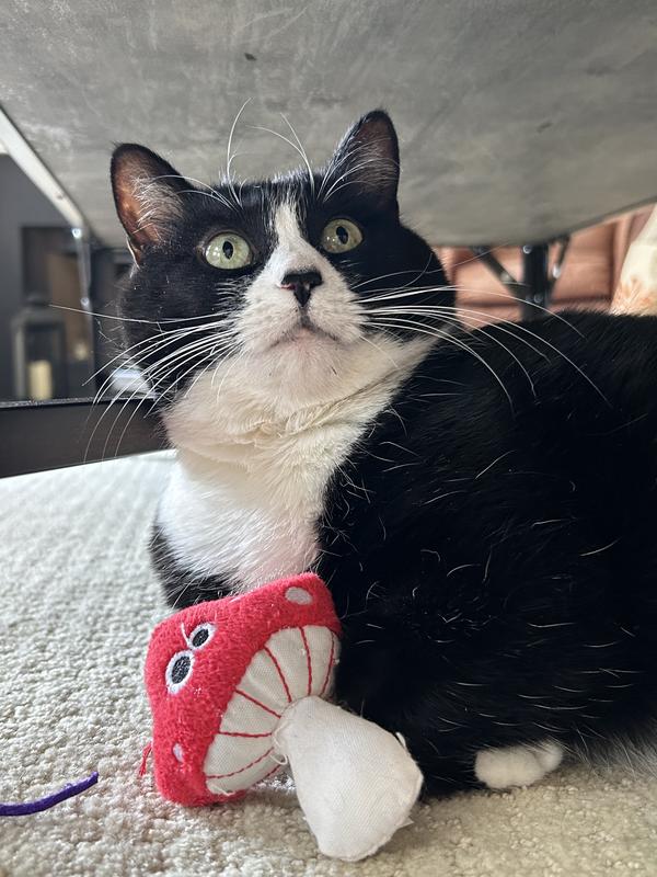 MAD CAT Magic Meowshroom Catnip & Silvervine Cat Toy - Chewy.com