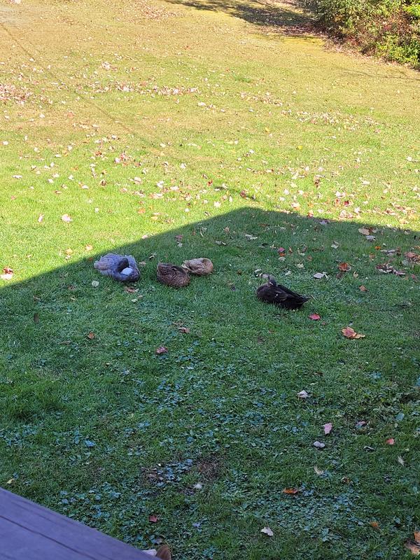 MANNA PRO Duck Layer Pellets Duck Food, 25-lb bag - Chewy.com