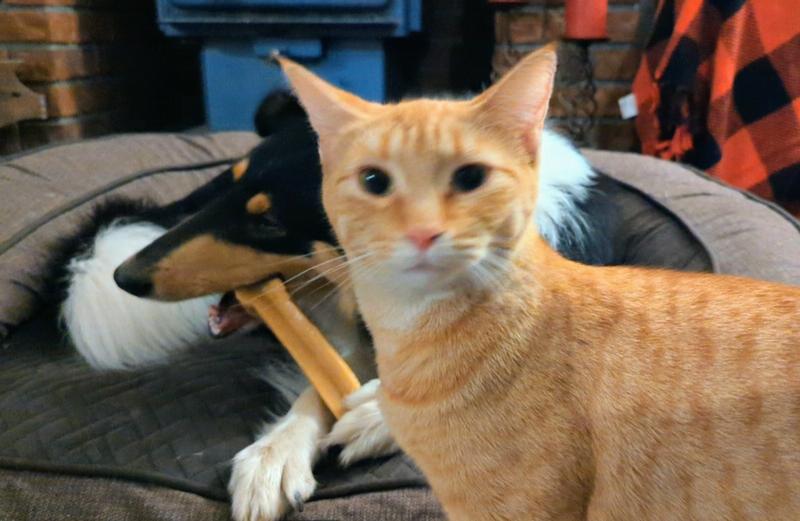 PAWSTRUCK Himalayan Monster Yak Dog Treat, 7-8-oz - Chewy.com