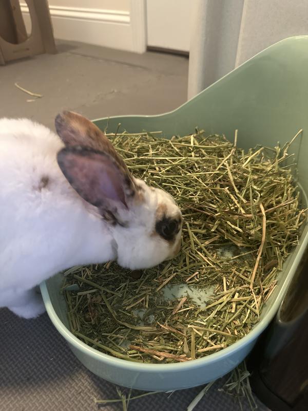 OXBOW Alfalfa Hay Small Animal Food, 9-lb box - Chewy.com