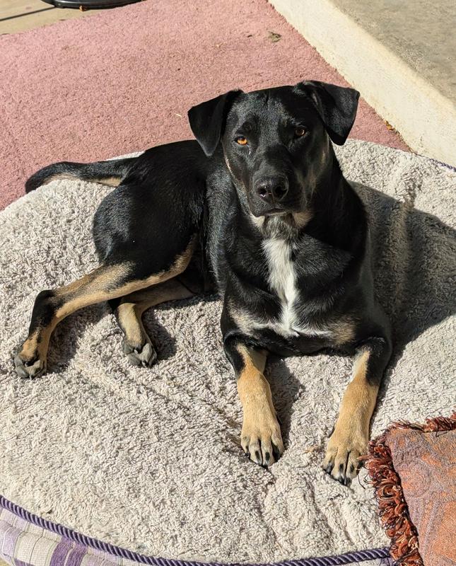 TRUE ACRE FOODS Grain-Free Chicken & Vegetable Dry Dog Food, 30-lb bag ...