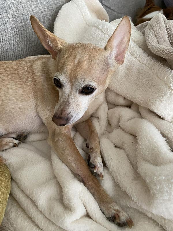 PURINA PRO PLAN VETERINARY DIETS El Elemental Dry Dog Food, 6-lb bag ...