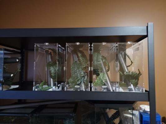 ZILLA Micro Habitat Terrariums with Locking Latch Arboreal, Small ...