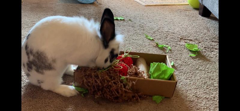 OXBOW Animal Health Enriched Life Garden Dig Box Small Animal Toy ...