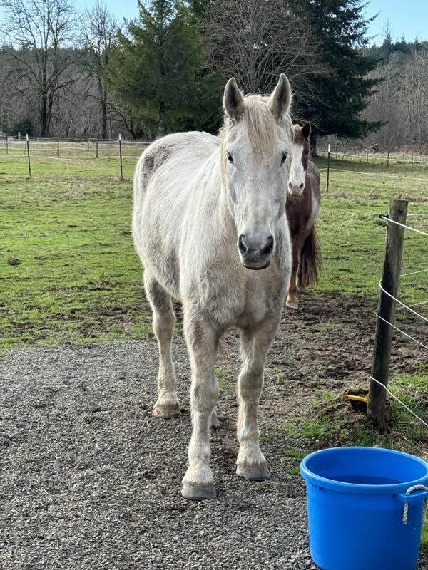 PERGOLIDE COMPOUNDED Oral Oil Liquid Marshmallow Flavored for Horses, 3 ...