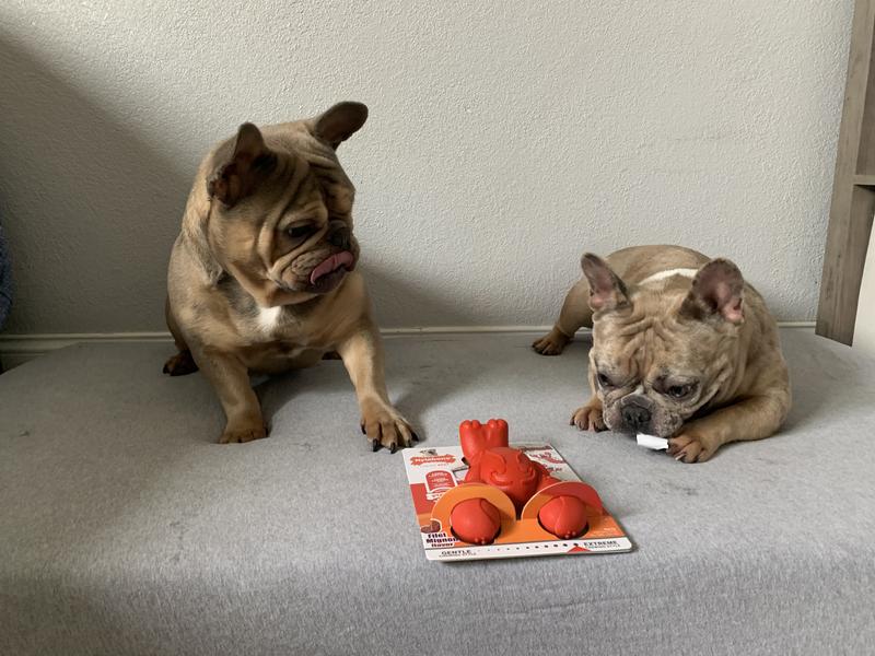 NYLABONE Power Chew Lobster Dog Toy Filet Mignon, X-Large - Chewy.com