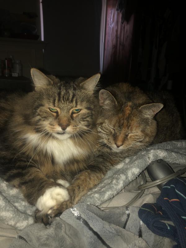 PURINA ONE Tender Selects Blend with Real Chicken Dry Cat Food, 7-lb ...