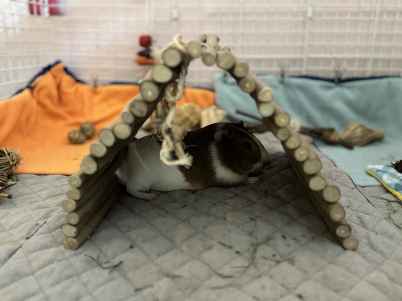 FRISCO Wooden Bridge Small Pet Hideout, Small - Chewy.com