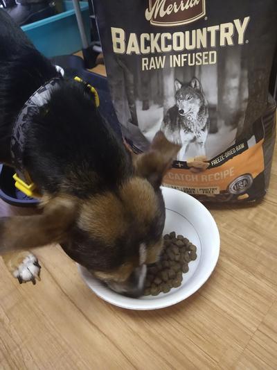 MERRICK Backcountry Raw Infused Grain-Free Chicken-Free Pacific Catch ...