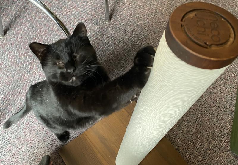 NECOICHI Premium Comfort 23.6-in Cat Scratching Post, Dark Cherry/Brown, Large - Chewy.com