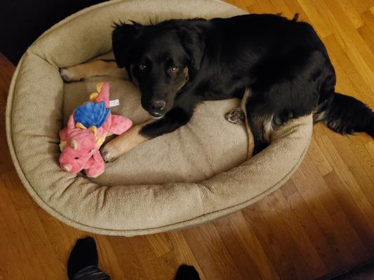 TOP DOG CHEWS Buffalo Beef Cheek Rolls Dog Treat, 5 count, 5 - 6 inches ...