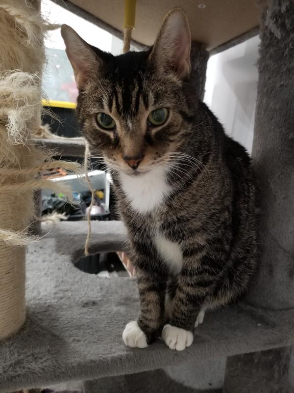 INNOVATIVE PET LAB Basic Dog & Cat Gut Check Kit - Chewy.com