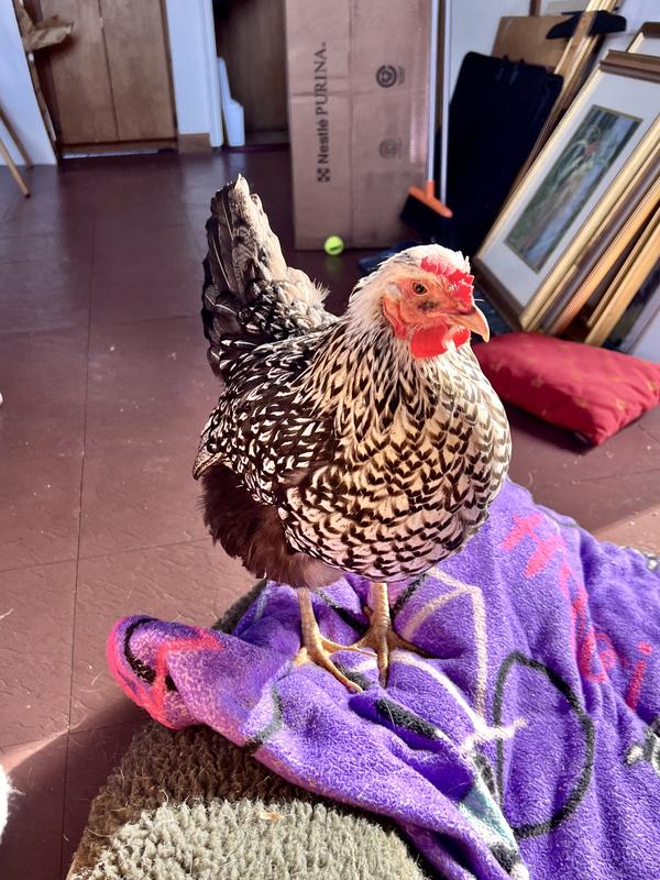 ROOSTER BOOSTER Cell Liquid Vitamin Poultry Supplement, 1-pt bottle, 32 ...