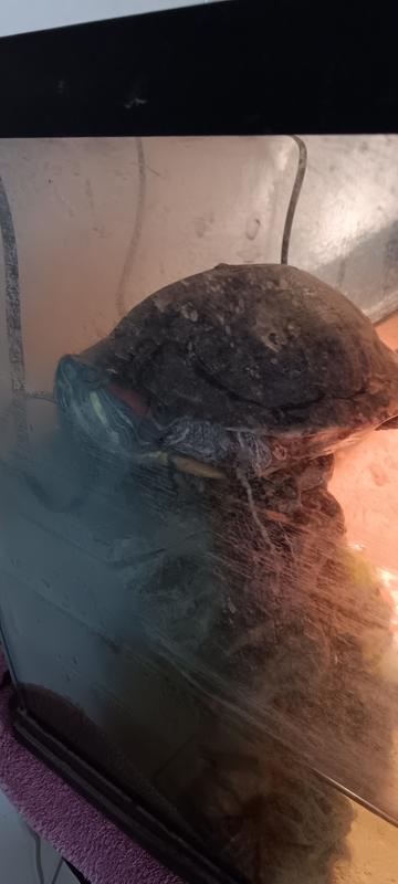 ZOO MED Dr. Turtle Slow-Release Calcium Block Turtle Supplement - Chewy.com