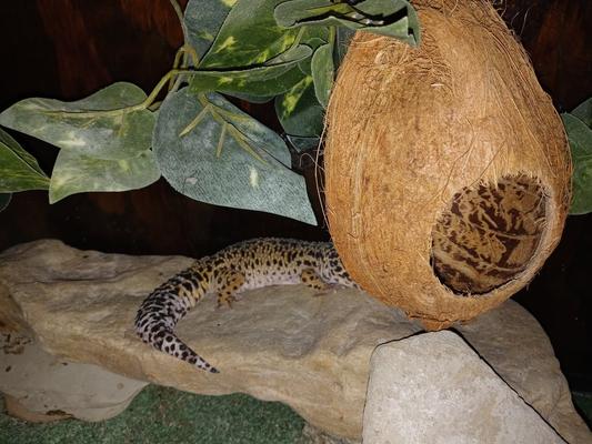 SUNGROW Crested & Leopard Gecko Coconut Hide, Humid Cave for Frog ...
