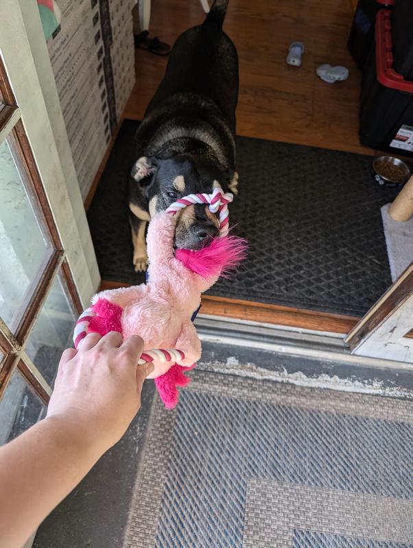 FRISCO Axolotl Plush with Rope Squeaky Dog Toy, Medium/Large - Chewy.com