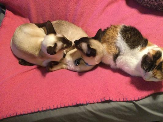 SELARID Topical Solution for Cats, 5.1-15 lbs, (Blue Box), 6 Doses (6 ...