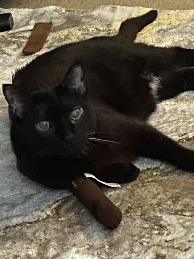 YEOWWW! Catnip Cigar Cat Toy - Chewy.com