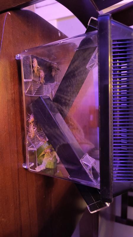 EXO TERRA Cricket Pen with Dispensing Tubes, Small: 2 tubes - Chewy.com