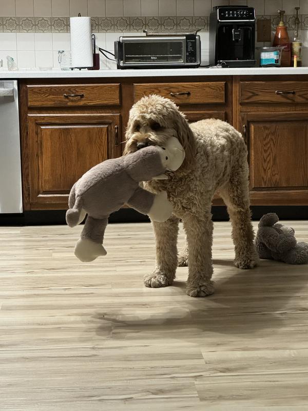 FRISCO Monkey Plush Squeaky Dog Toy, X-Large - Chewy.com