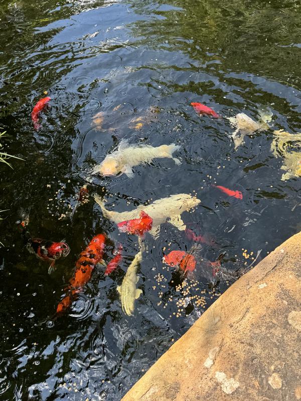 NUTRENA Nature's Canvas Koi Fish Food, 20-lb bag - Chewy.com