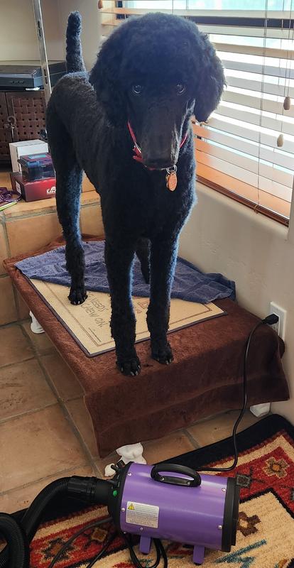 FLYING PIG GROOMING High Velocity Dog & Cat Grooming Dryer, Purple ...