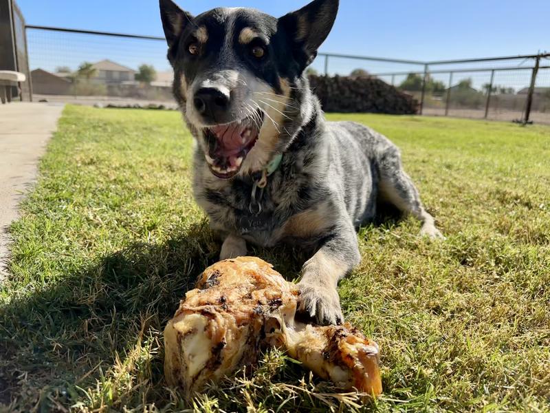 BONES & CHEWS Made in USA Beef Hock Bone Dog Treat - Chewy.com