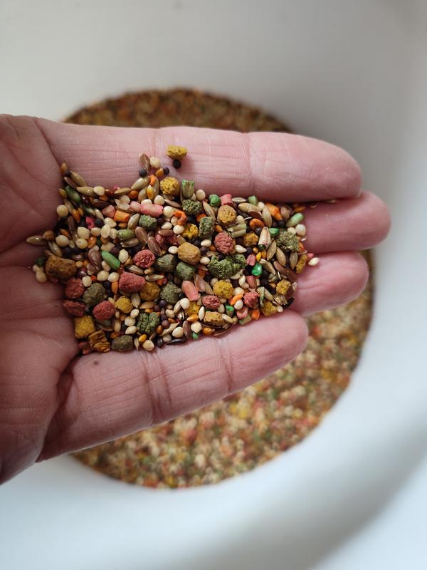 WILD HARVEST Advanced Nutrition Diet Canary & Finch Food, 2-lb bag ...