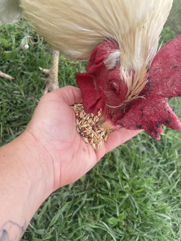 LOVE MY GIRLS 5-Grain & Worms Corn-Free Gourmet Chicken Treats, 5-lb ...